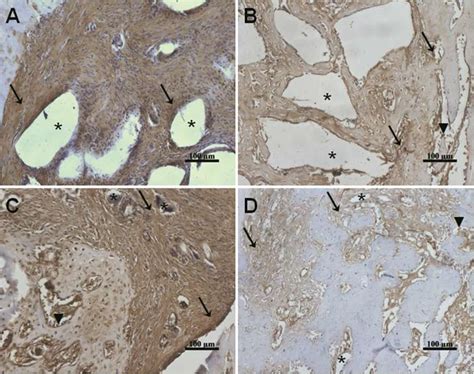 Representative Histological Sections Of Runt Related Transcription