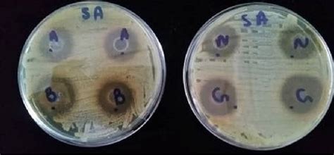 Agar Diffusion Well Method Used To Detect Antibacterial Activity Of