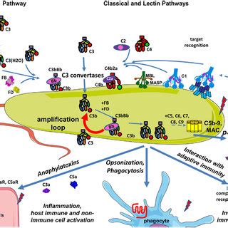 PDF Complement System Part I Molecular Mechanisms Of Activation And Regulation