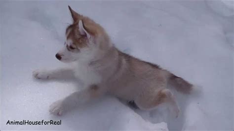 Siberian Husky Puppies Playing in Snow - YouTube