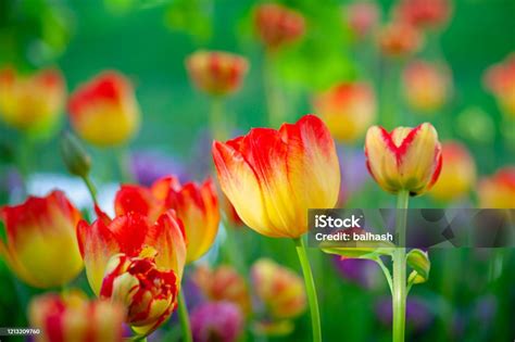 봄 시즌의 화창한 날에 화단에 노란색 빨간색 보라색 또는 보라색 색상 튤립 꽃 줄기 잎 및 잔디의 녹색 배경입니다 0명에 대한 스톡 사진 및 기타 이미지 Istock