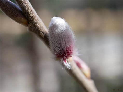 猫柳 ネコヤナギ の花言葉と育て方開花時期や挿し木の方法は HORTI ホルティ by GreenSnap