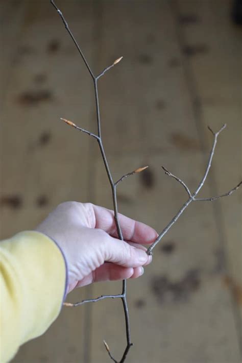 How To Identify A Maple Tree Make Syrup Souly Rested