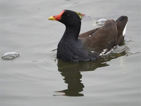 ナンジャモンジャの木バンゴイサギ 花鳥景色