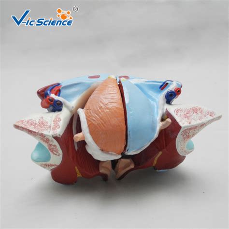 남성 생식기 모델 비뇨기 시스템 해부학 모델 의 고품질 남성 생식기 모델 비뇨기 시스템 해부학 모델