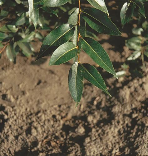 Laurel Leaf Willow Ndsu Agriculture
