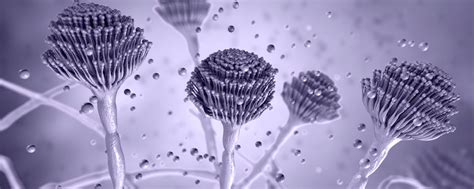 Mycotoxin Testing Golden Environmental Llc