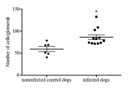 Glomerular Cellularity Number Of Cells Per Glomerulus Is Higher In Download Scientific Diagram