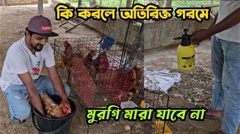 অতিরিক্ত গরমে মুরগির সঠিক পরিচর্যা Youtube
