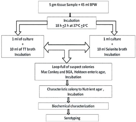 1 Salmonella Spp On Xld Agar Download Scientific Diagram