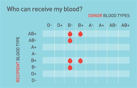 Type B Blood B And B Blood Types Bloodworks Northwest