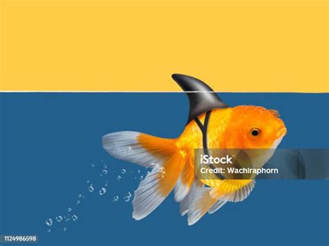 상어 지 느 러 미는 푸른 물과 노란 하늘 배경 황금 물고기 장식 수족관 물고기 수영의 금붕어 황금 물고기와 플립 상어상목에 대한 스톡 사진 및 기타 이미지 Istock