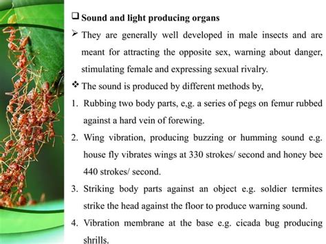 Sensing The World Insect Sensory Systems Ppt