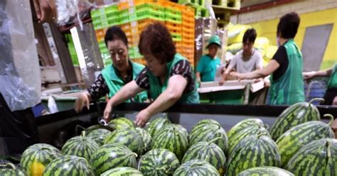 사랑의 수박 가득