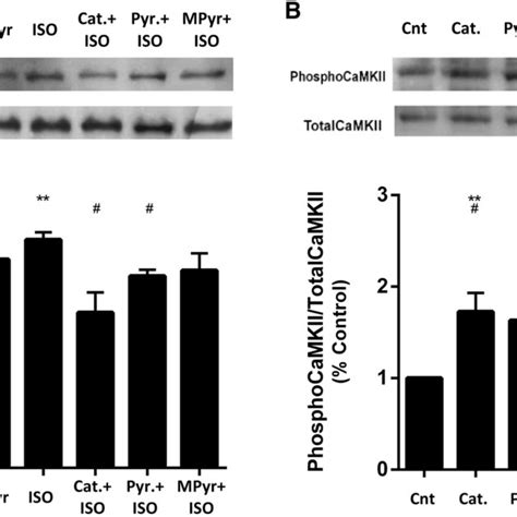 Cardiomyocytes Cell Beating Neonatal Rat Cardiomyocytes Cell Beating