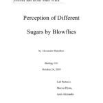 Engineering Lab Report Template Rebeccachulew Com