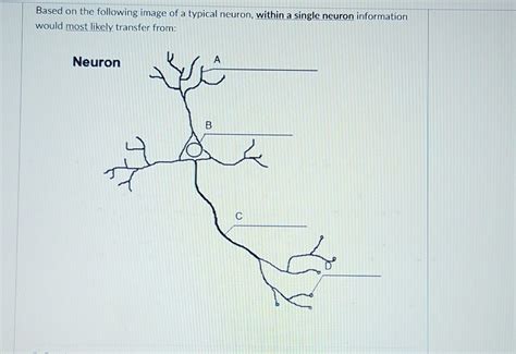Solved Based On The Following Image Of A Typical Neuron