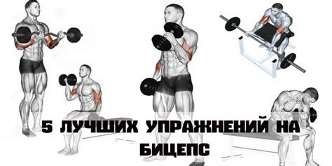 Упражнения на бицепс в тренажерном зале как накачать руки мужчине и женщине программа