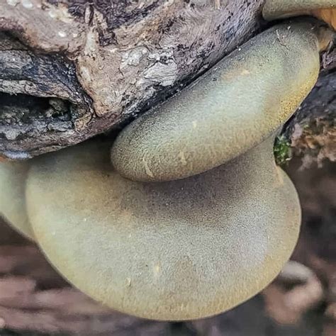 Common Mushrooms That Grow On Trees Forager Chef