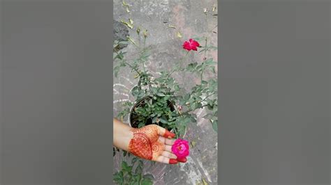 আমার গোলাপগাছে অবশেষে ফুল ফুটেছে🌹 গোলাপফুল Shortvideo Youtubeshorts Trending Rose Henna Flowers