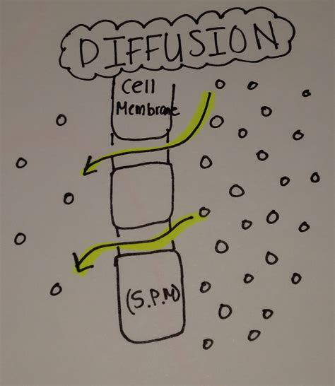 Osmosis And Diffusion Diagram Quizlet