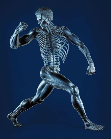 Premium Photo Skeleton Of Man