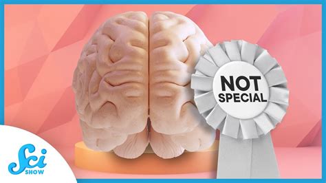 The Human Neocortex Isn T As Special As We Thought Youtube