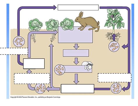 Nitrogen Cycle Diagram Blank Diagram Media The Nitrogen Cycle
