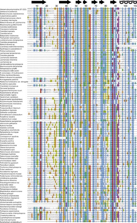 The Multiple Sequence Alignment Obtained By Hhblits With Standard Download Scientific Diagram