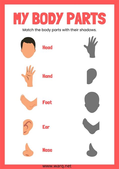 بطاقات أجزاء الجسم إنجليزي Body Parts منصة ورق التعليمية