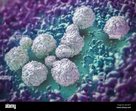 T Lymphocytes Illustration T Lymphocytes Or T Cells Are A Type Of White Blood Cell And
