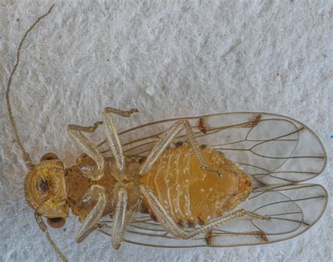 Ectopsocus Briggsi Insects
