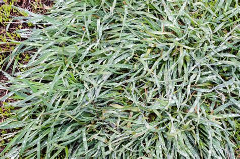 봄 잔디는 풍부한 빗방울로 덮여있다 비가 내린 후 녹색 잔디가 클로즈업됩니다 배경 녹색 잔디 질감입니다 0명에 대한 스톡 사진 및 기타 이미지 Istock