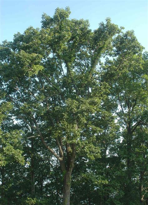 10 Oak Trees That Add Shade And Beauty To Your Yard