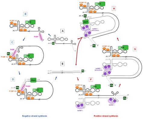 Natural 5′ Terminal Deletions In Rna Domain I Disrupt Viral