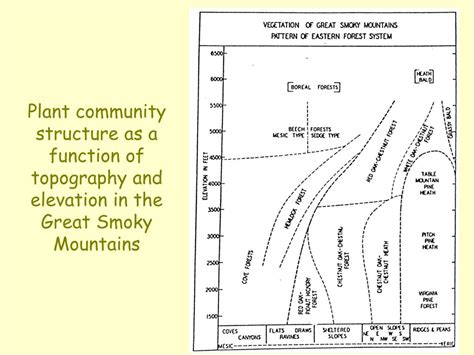 Ppt Temperate Deciduous Mesophytic Forests Powerpoint Presentation Id 365926