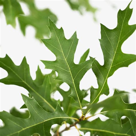 Pin Oak For Sale Online The Tree Center
