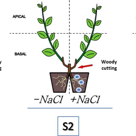 Schematic Representation Of The Split Root System In Populus Alba Clone Download Scientific