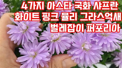 가을에 심어 내년 꽃보는 노지월동 야생화꽃모종 단년생 억새 그라스 Youtube