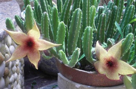关于大花犀角的知识让我教教你吧 鲜花常识 roselove