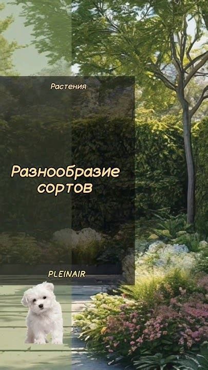Плохое растение или сорт ландшафтныйдизайн дача сад садоводство загородныйдом Youtube