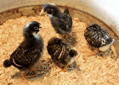 What Chicks Look Like Week By Week At Tasha Hyman Blog