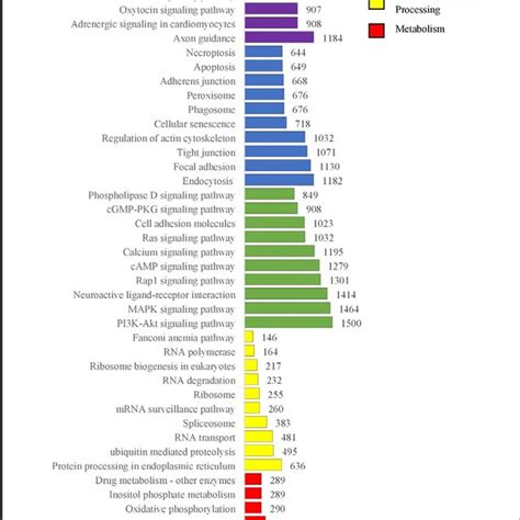 Top 10 Kegg Classification Download Scientific Diagram