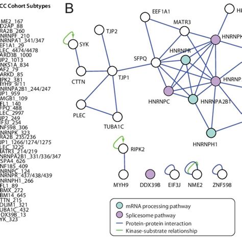 Identification Of A Subtype Of Atcc Cell Line Cohort Enriched For Rna Download Scientific