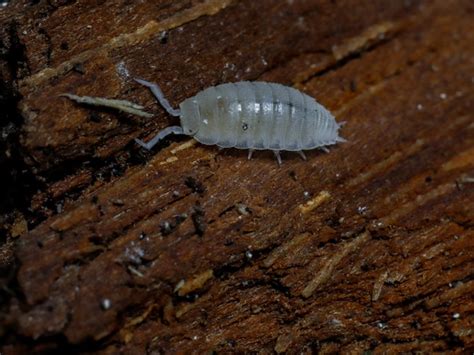 Premium Photo Isopod In Nature Insect Bug Bivalve