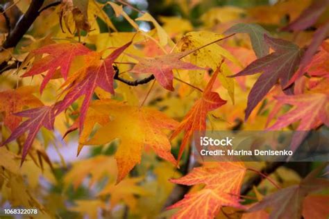 가 빨강 노랑 금 및 녹색 Liquidambar Styraciflua 주황색 나무 잎 클로즈업의 흐릿한 배경 초점에서 잎의 단풍 0명에 대한 스톡 사진 및 기타 이미지