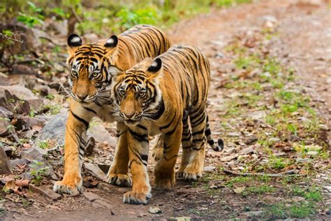 Life Cycle Of Bengal Tiger Birth Adult Territory Death