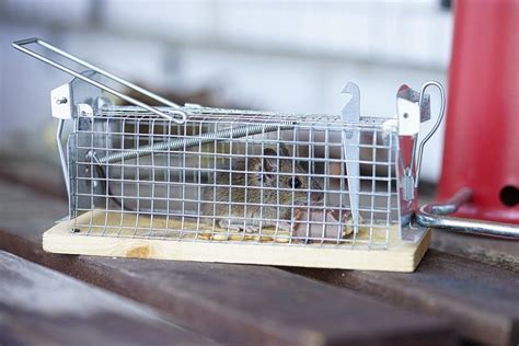 2022 Mice Exterminator Cost Mouse Control Cost