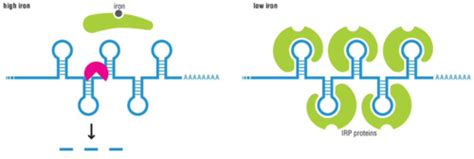 Lecture 15 Translational Control Of Gene Regulation Flashcards Quizlet