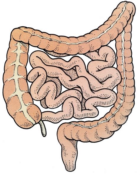 肠图片大全高清图片 肠胃图片大全 肠道图片大全 大山谷图库